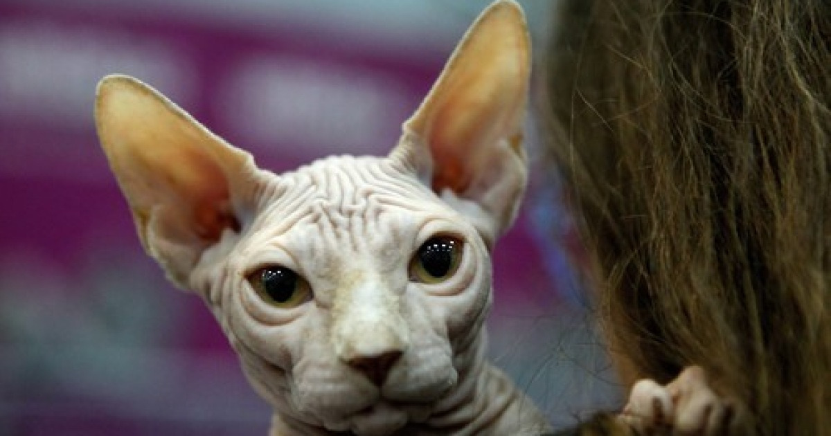 ROMANIA FELINE CONTEST