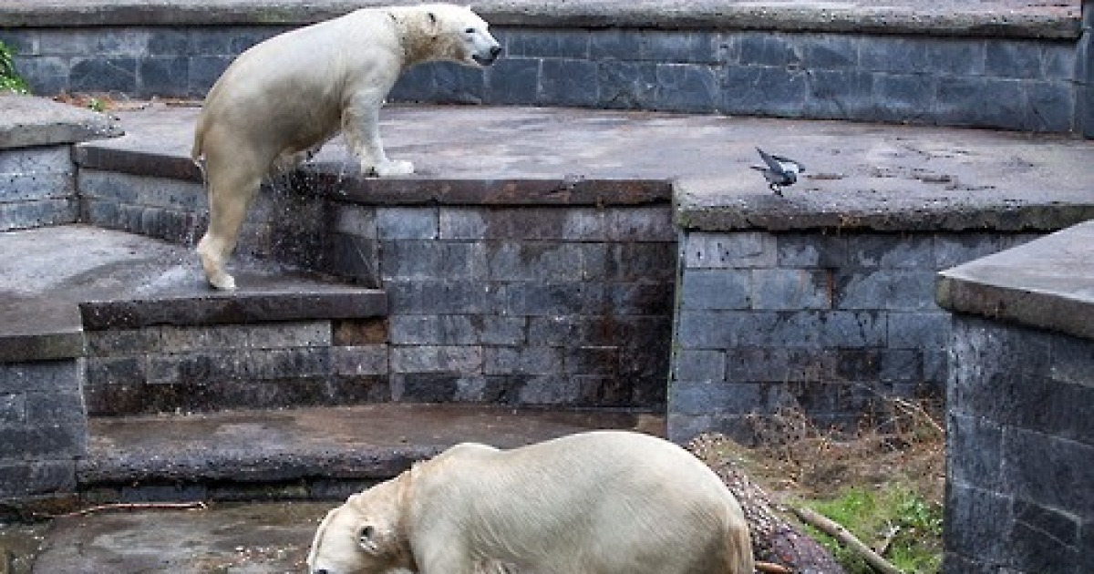 GERMANY ANIMALS ROSTOCK ZOO