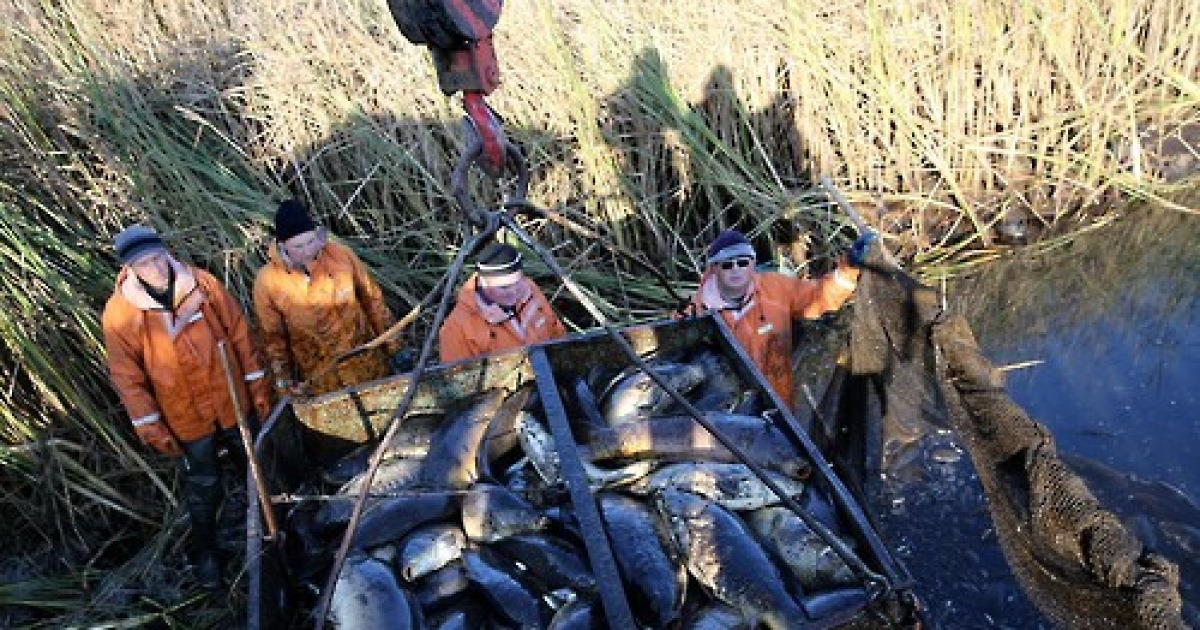 BELARUS ECONOMY FISH FARMING