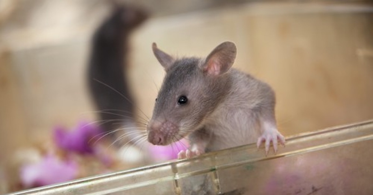 APTOPIX Africa Rat Detectives