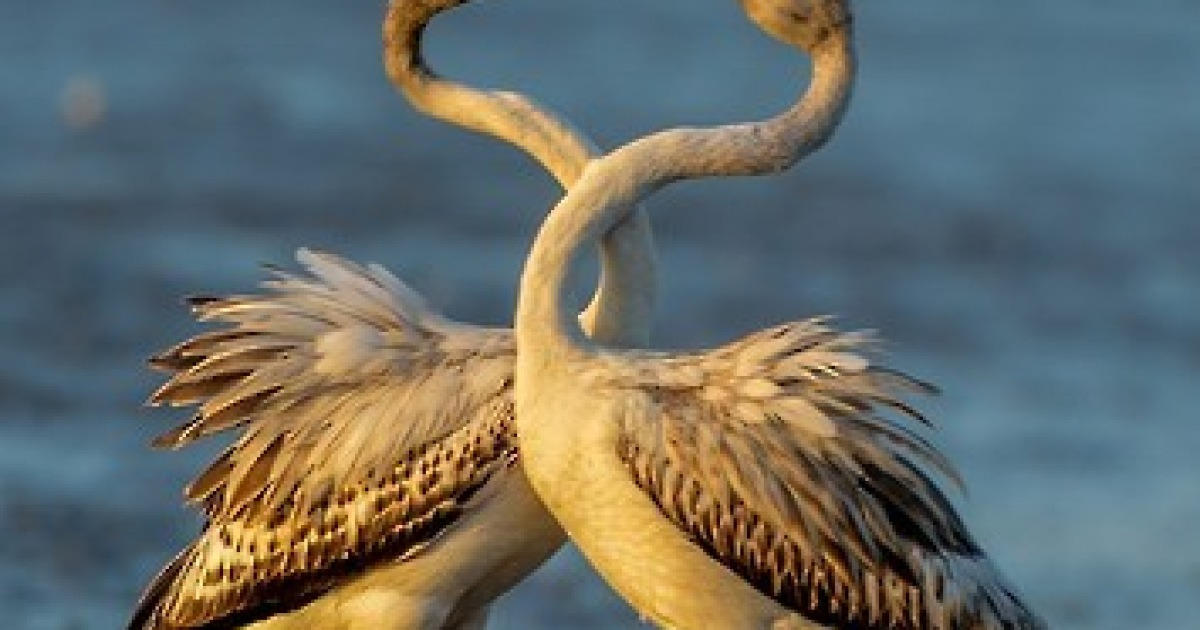 KUWAIT FLAMINGO BIRDS