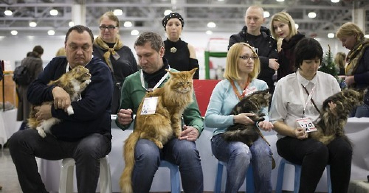 Russia Cat Show