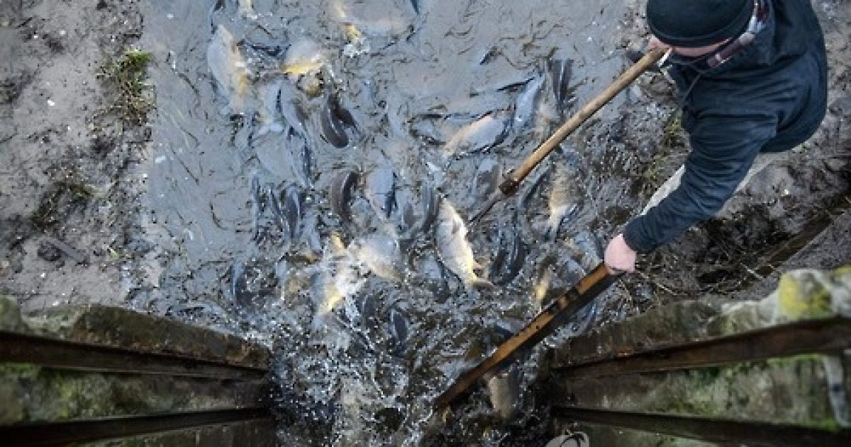 POLAND FISH