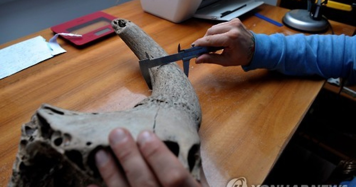 POLAND ARCHEOLOGY BONE OF EXTINCTED AUROCHS