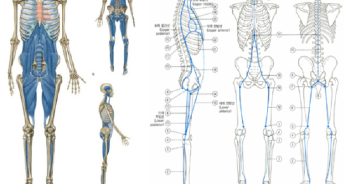 [요가? 뭐가?] (15) 심부전방선(Deep front line) 호흡만이 나를 깨울 수 있어요