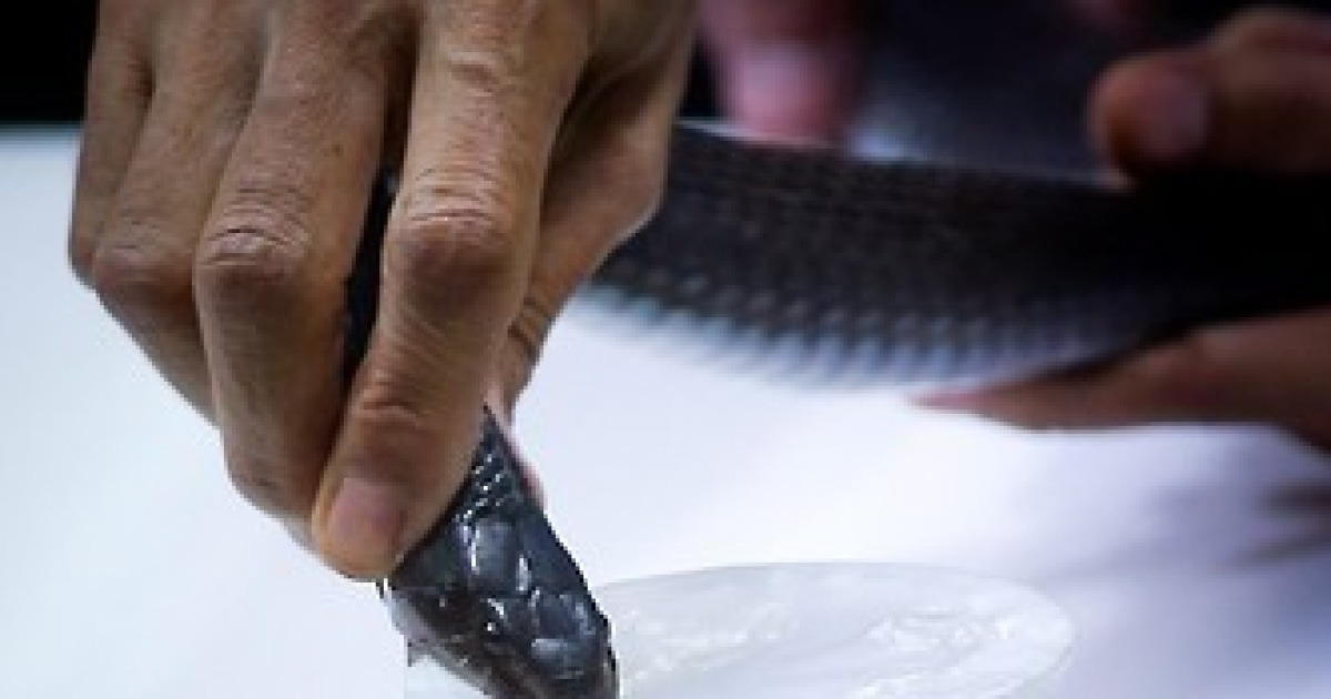 THAILAND ANIMALS SNAKE FARM