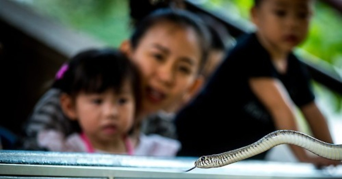 THAILAND ANIMALS SNAKE FARM