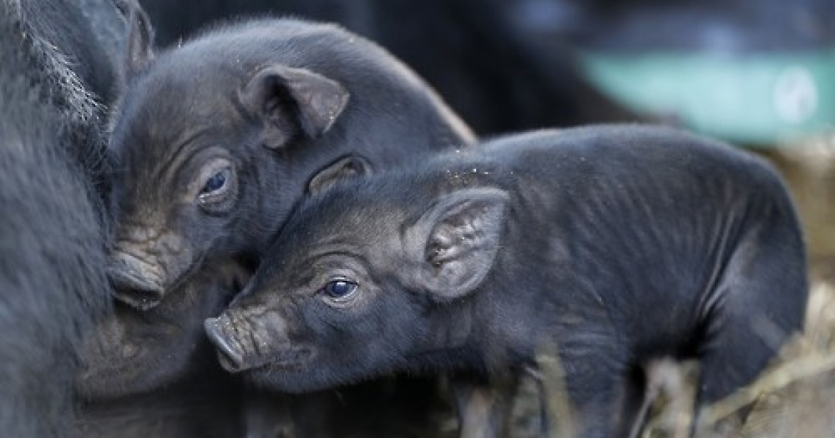 APTOPIX Rare Pigs