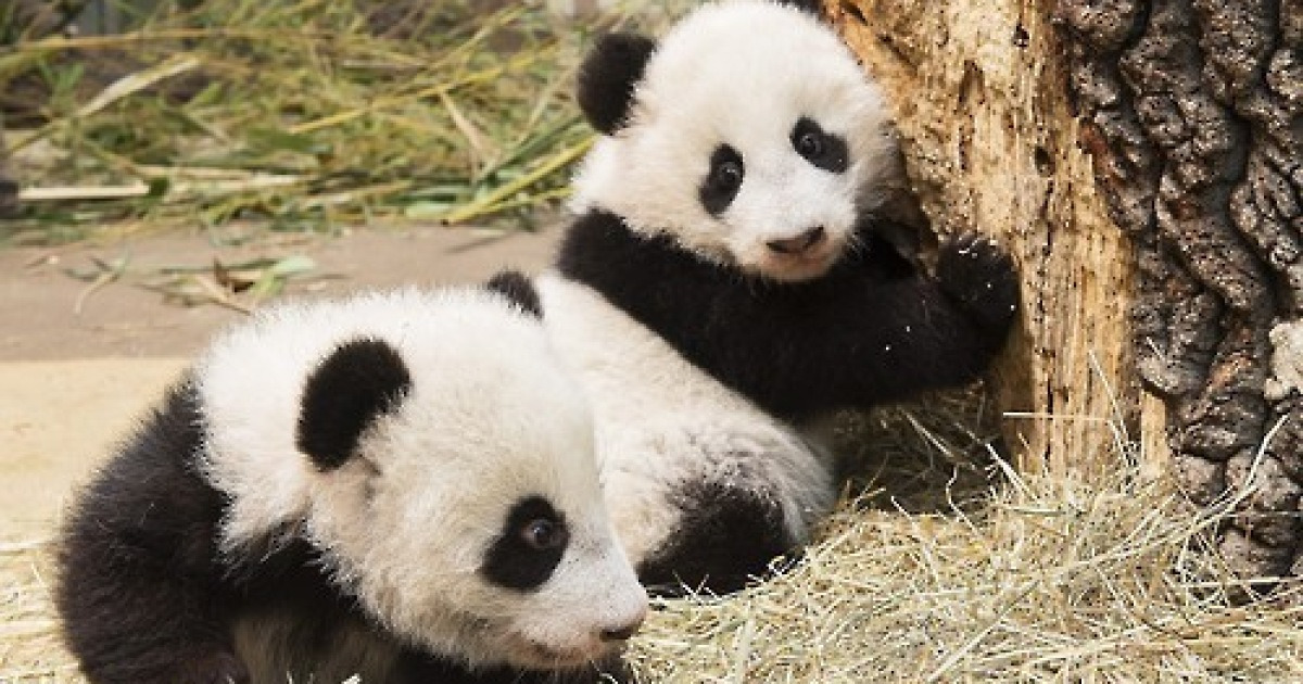 AUSTRIA ZOO ANIMALS PANDA