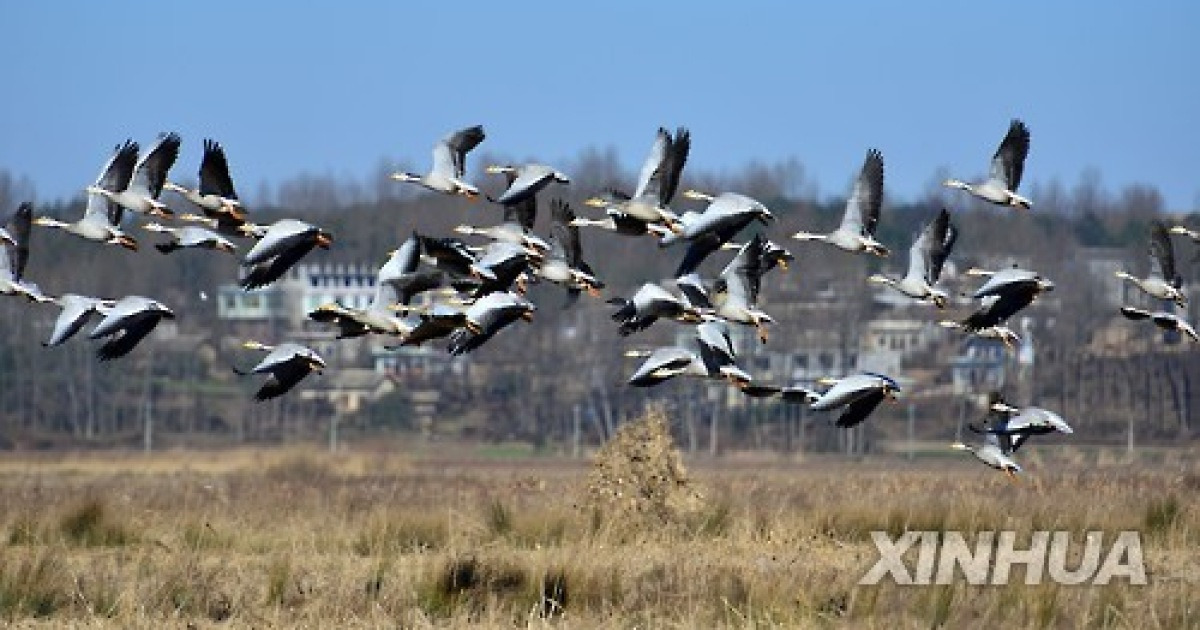 CHINA-GUIZHOU-NATURE RESERVE-BIRDS (CN)
