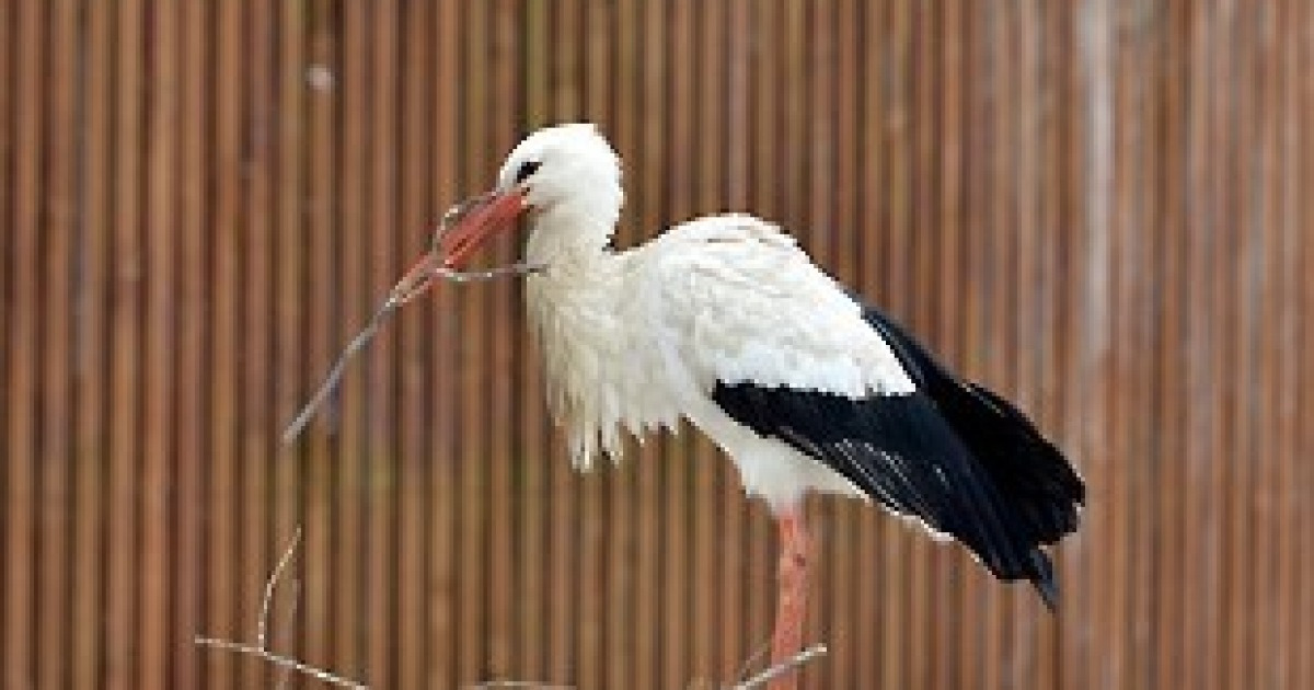 POLAND ANIMALS WHITE STORKS