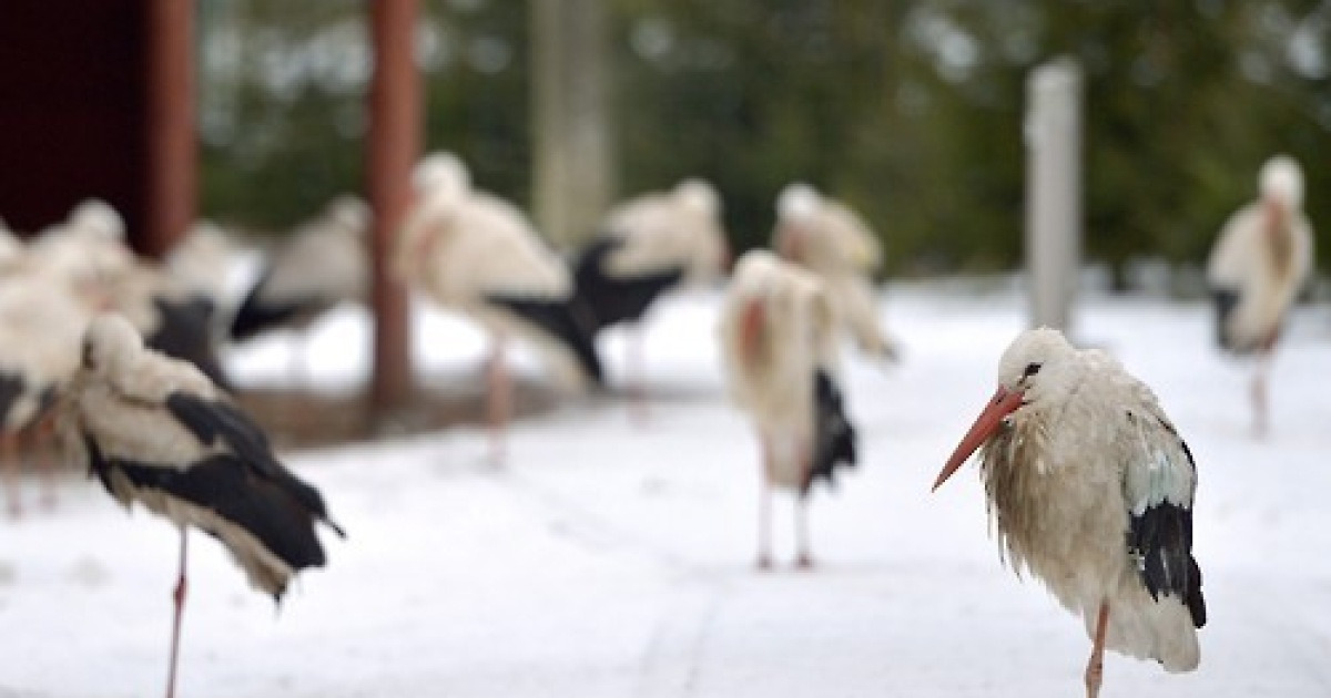 POLAND ANIMALS WHITE STORKS