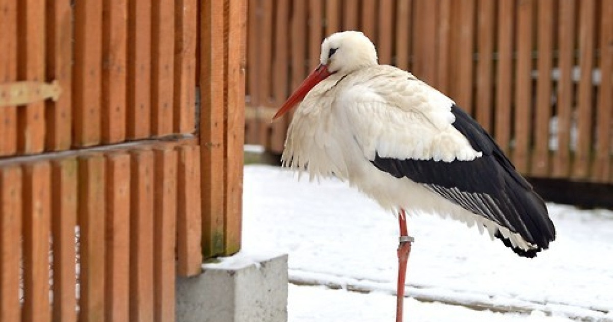 POLAND ANIMALS WHITE STORKS