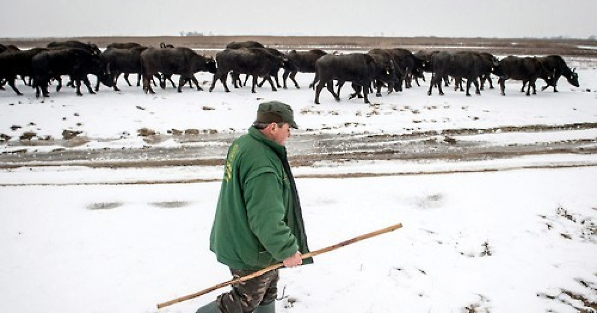 HUNGARY BUFFALO HERD DRIVEN TO WINTER HABITAT