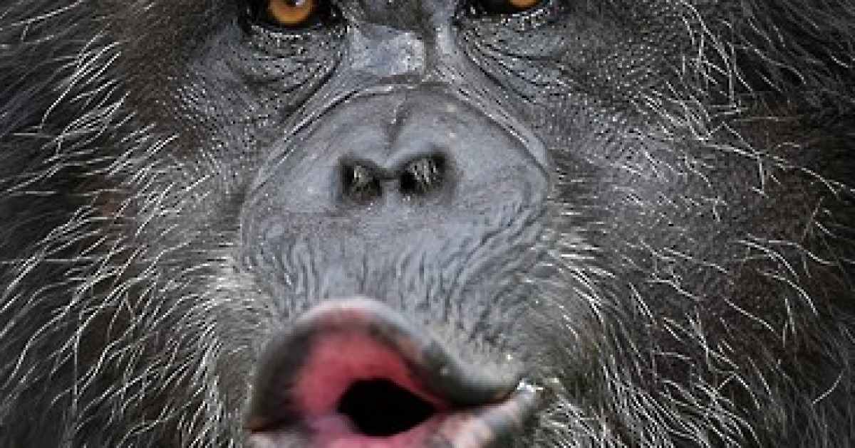 BRAZIL ANIMALS CHIMPANZEE SANCTUARY