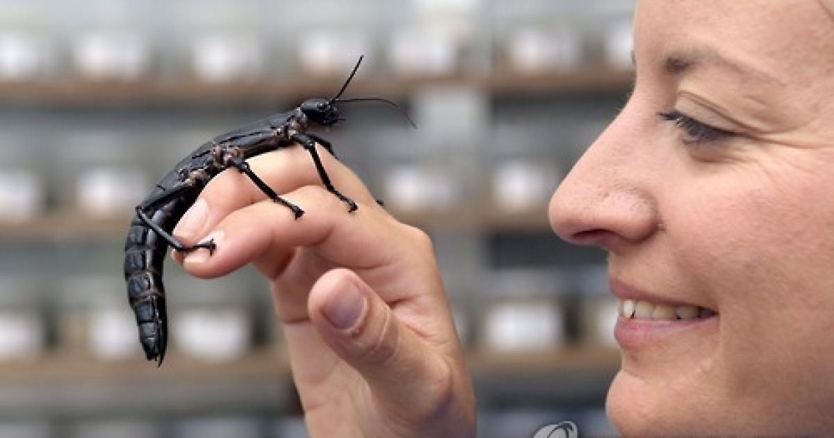 epaselect AUASTRALIA ZOO INSECTS