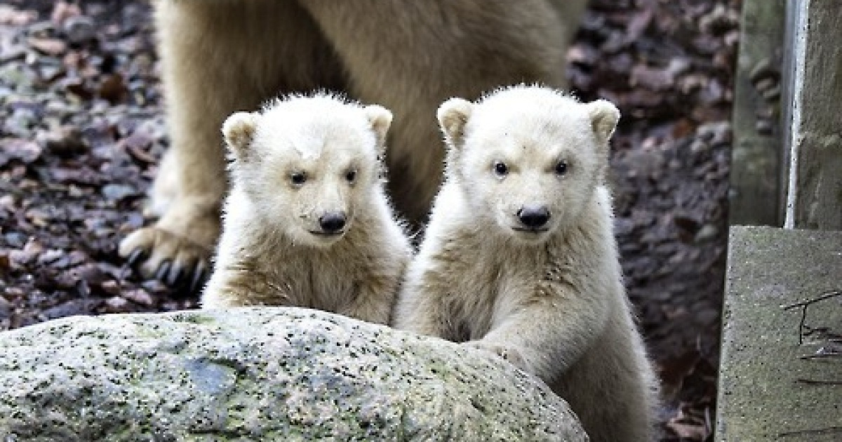 DENMARK ANIMALS POLARBEAR