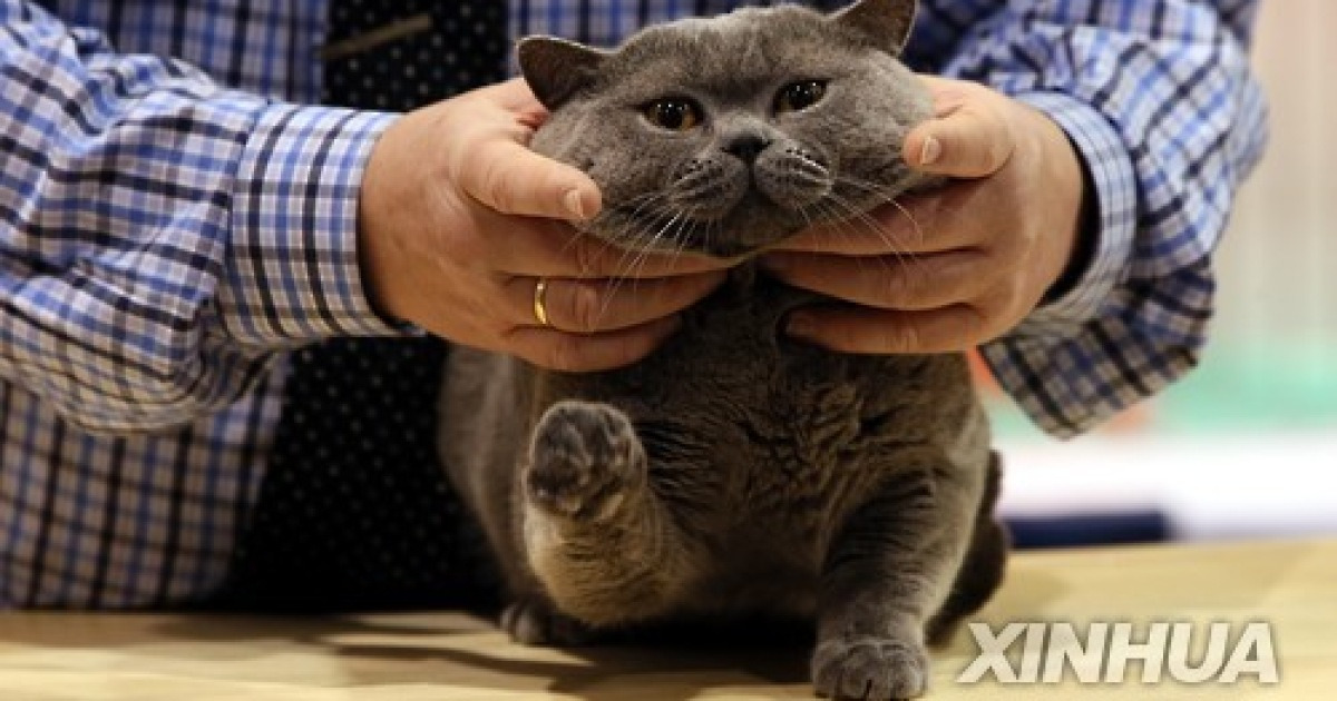 CHINA-HONG KONG-CAT SHOW (CN)