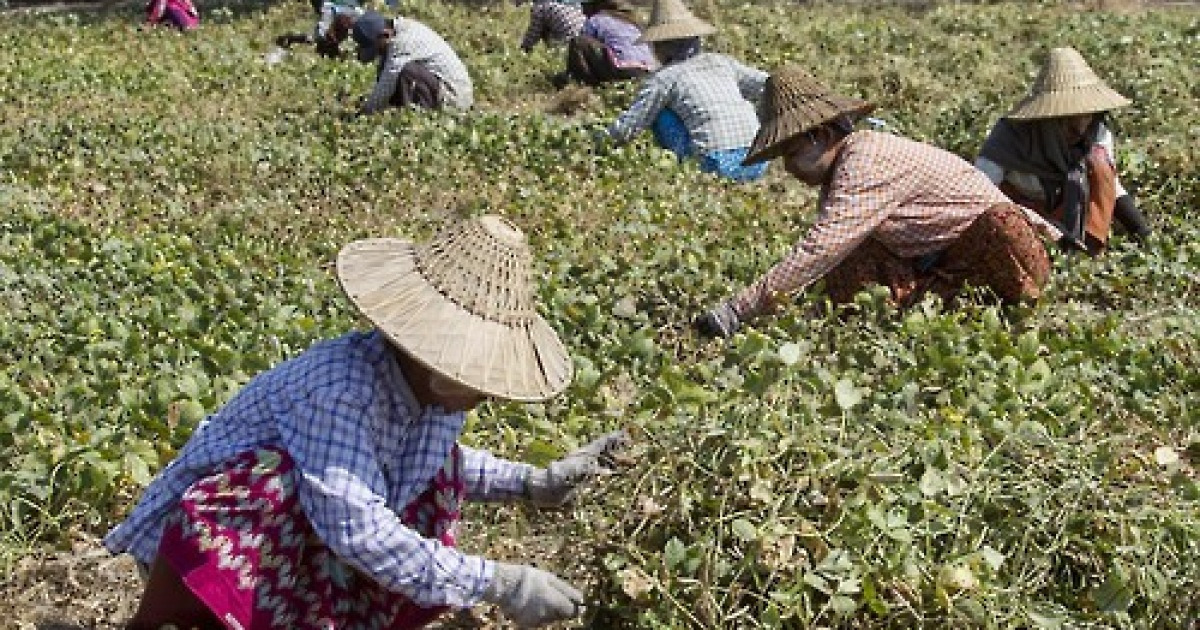 epaselect MYANMAR PEASANTS DAY