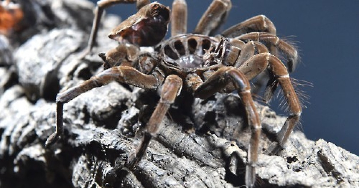 POLAND ANIMALS SPIDERS SCORPIONS EXHIBITION