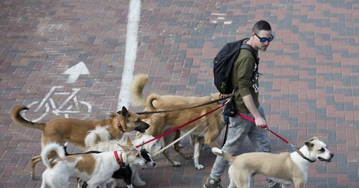 ISRAEL FEATURE PACKAGE TEL AVIV DOGS