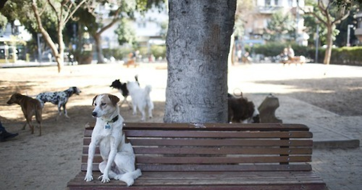 ISRAEL FEATURE PACKAGE TEL AVIV DOGS