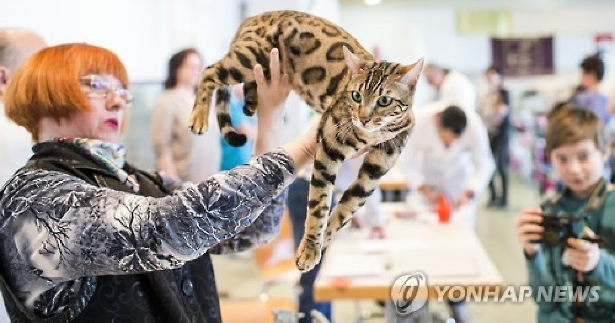 SWITZERLAND CAT EXHIBITION