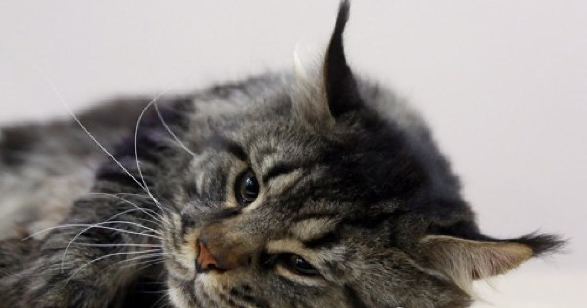 KYRGYZSTAN ANIMALS CATS EXHIBITION