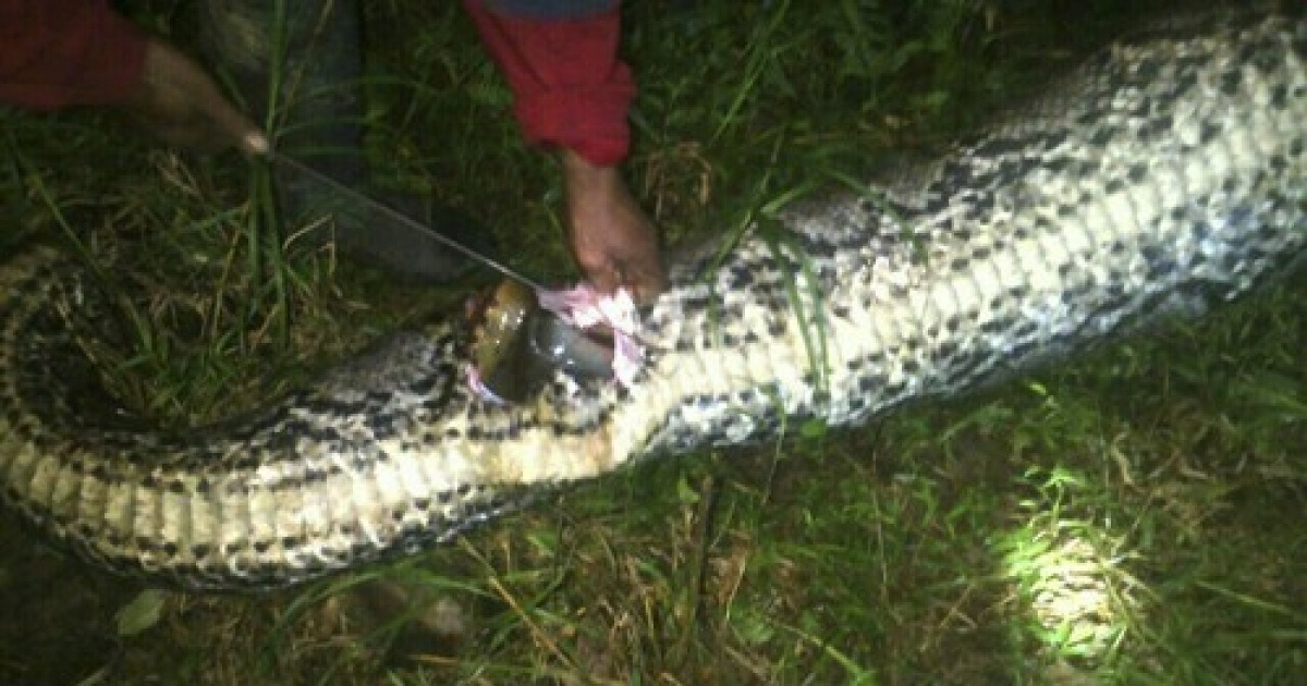 INDONESIA PYTHON SWALLOWS MAN