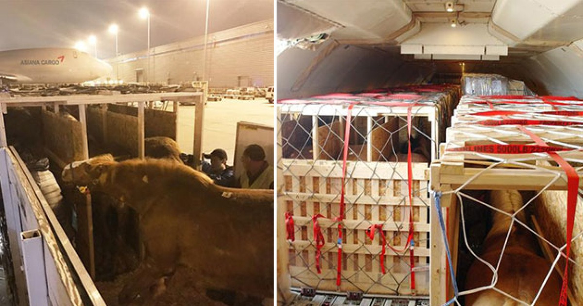 Asiana Airlines carves out a niche in air freight carrying pricy live ...