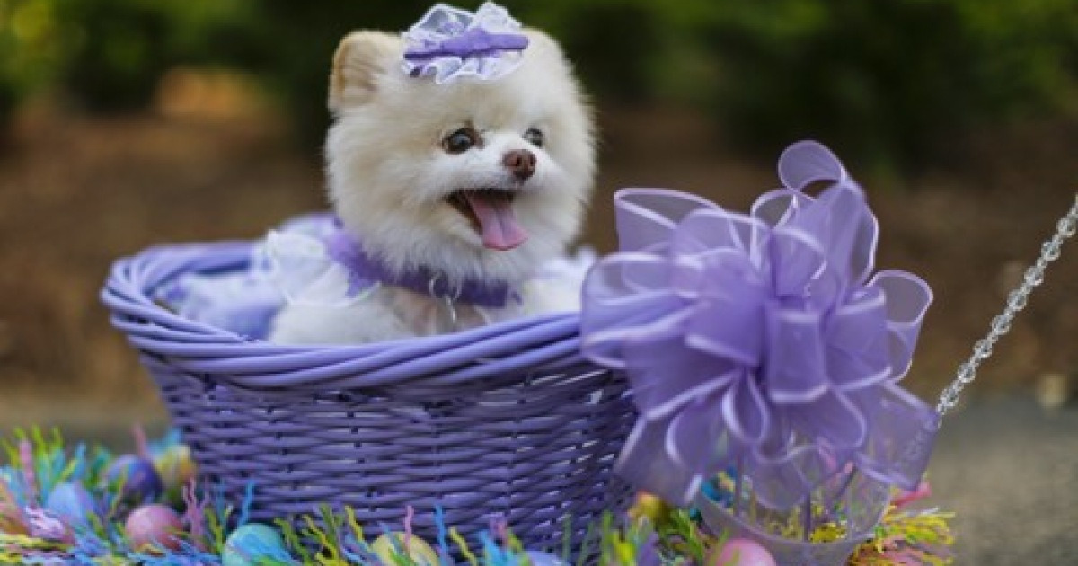 USA EASTER DOG PARADE