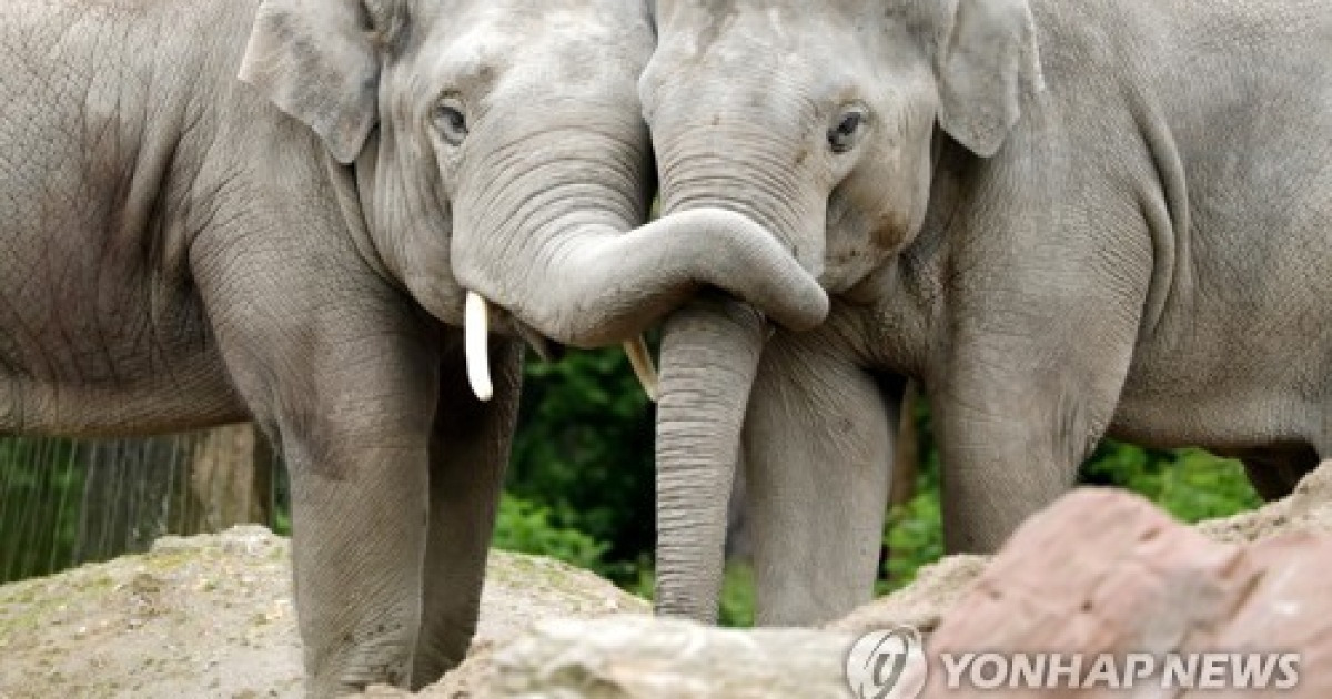 GERMANY ASIA ELEPHANTS IN ZOO