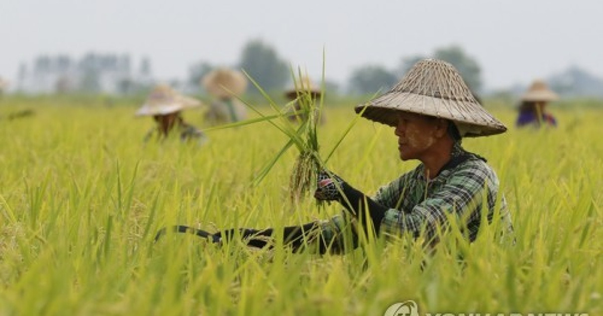 MYANMAR RICE HARVEST