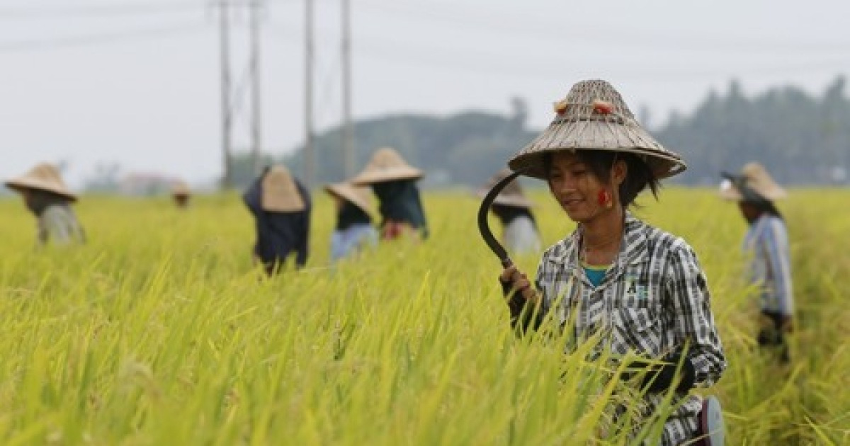 MYANMAR RICE HARVEST