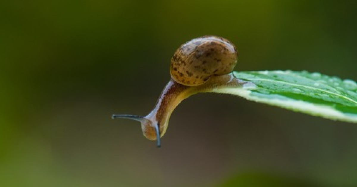 CHINA-SHANGHAI-ENVIRONMENT-SNAIL (CN)