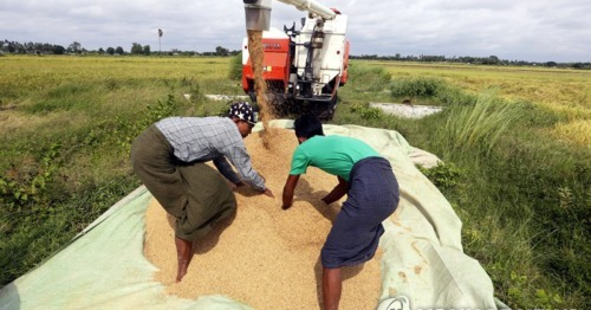 MYANMAR RICE HARVEST