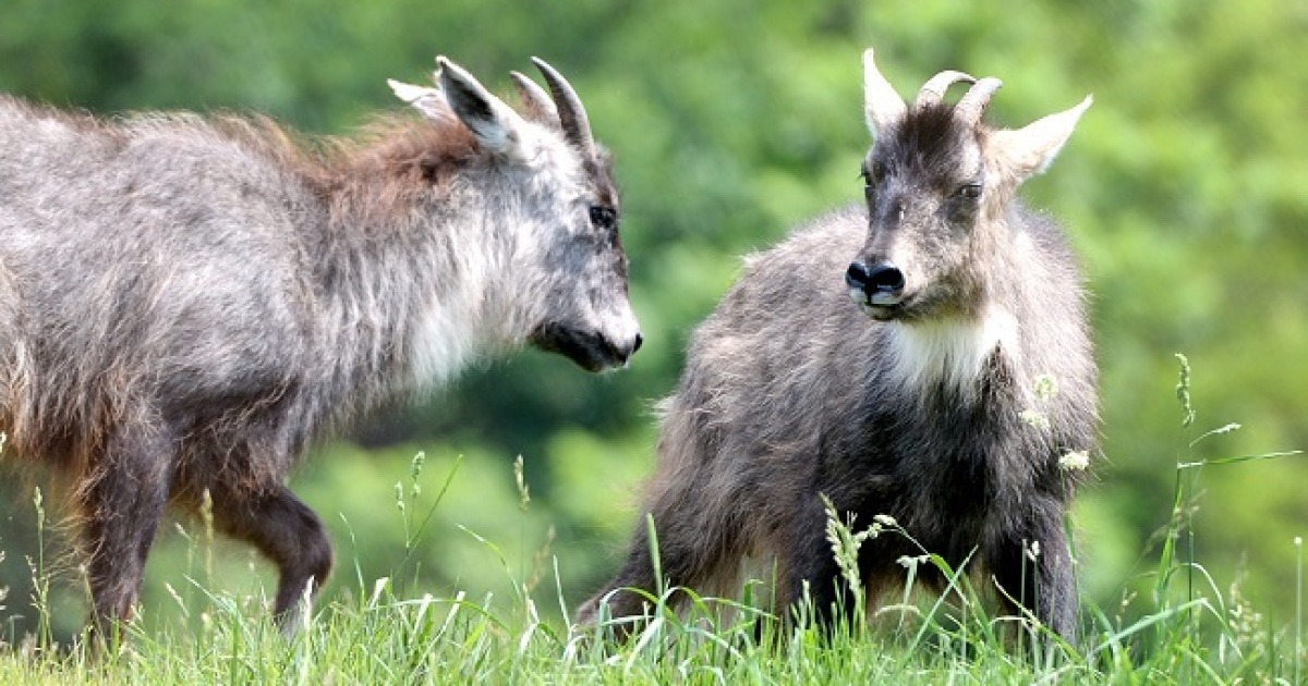 [Eye Plus] Bringing back endangered gorals