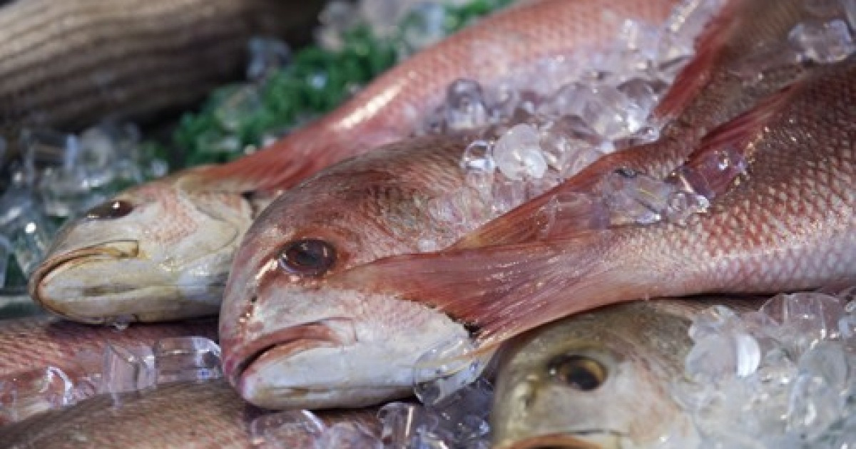 USA GASTRONOMY FISH MARKET SEAFOOD