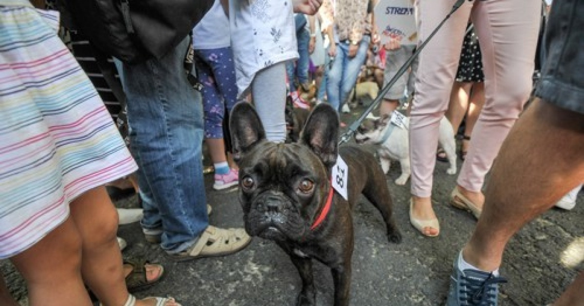POLAND FRENCH BULLDOG PARADE