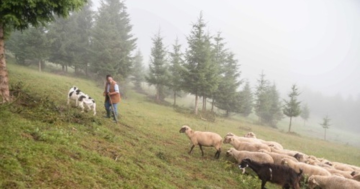 ROMANIA PHOTO SET SHEEP FARMERS