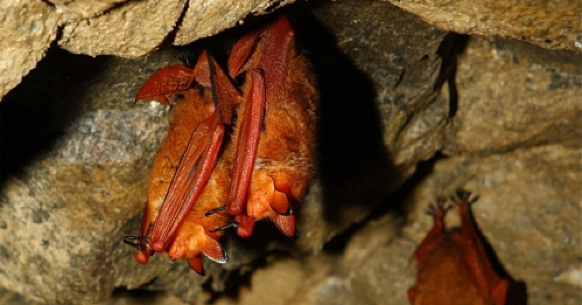 UNIST, 붉은박쥐 게놈 세계최초 분석.."장수 연구 기여"