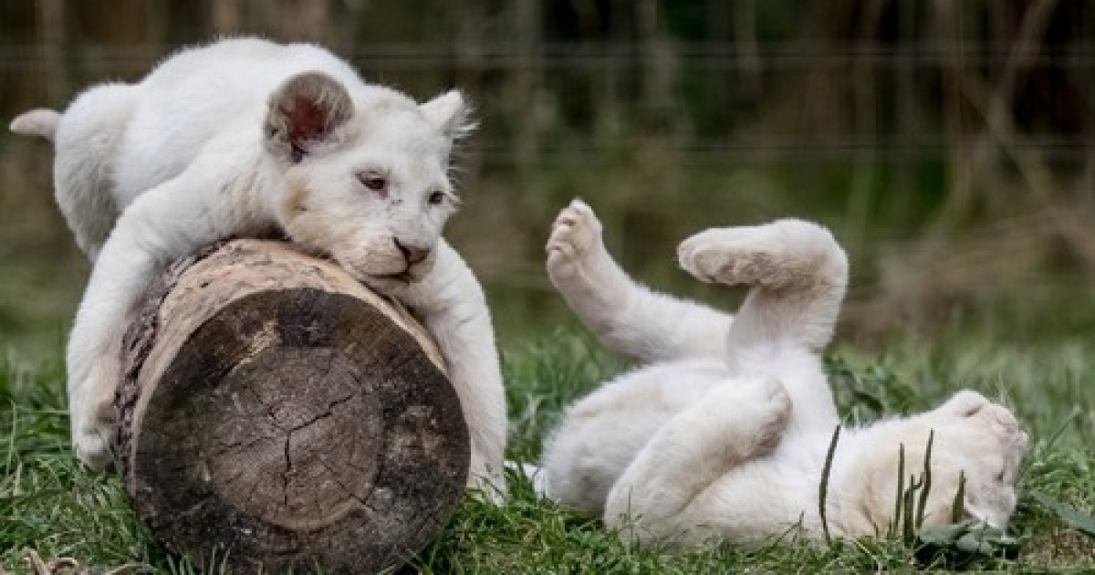 CZECH REPUBLIC ANIMALS