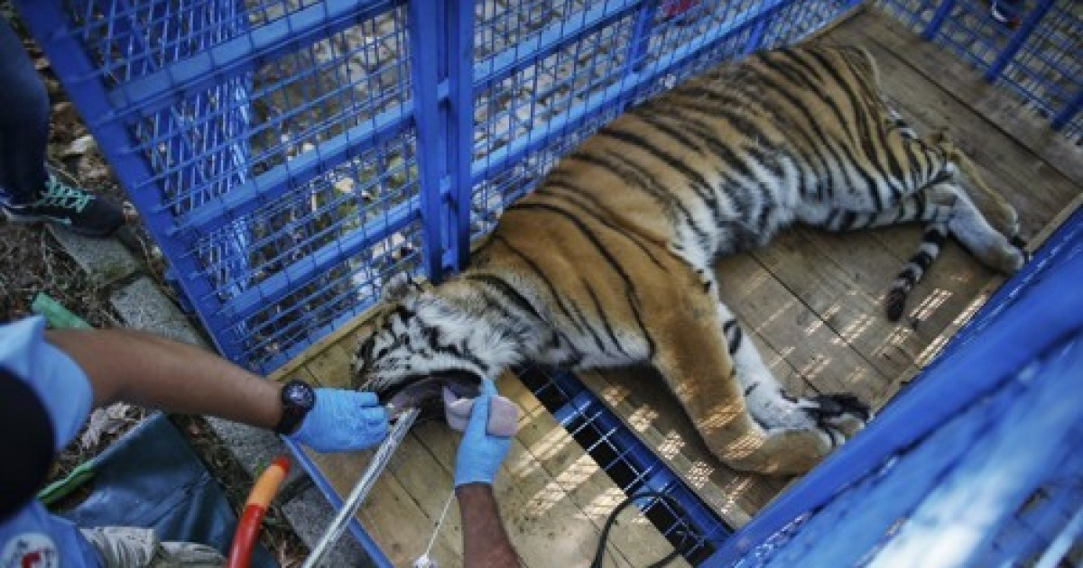 Turkey Syria Zoo Photo Gallery