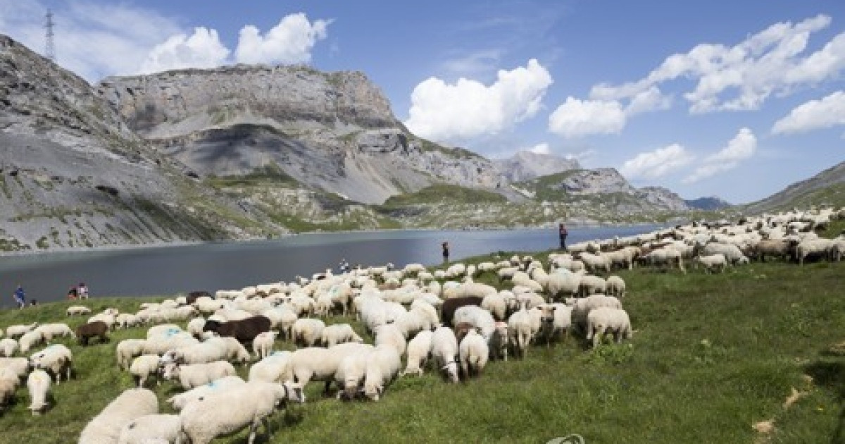 Switzerland Sheep Festival