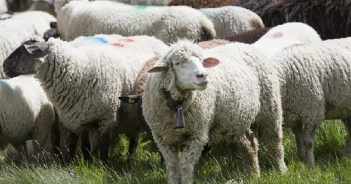 SWITZERLAND SHEEP FESTIVAL