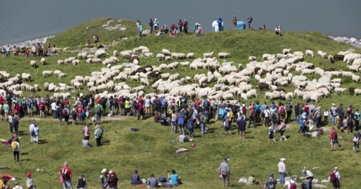 SWITZERLAND SHEEP FESTIVAL