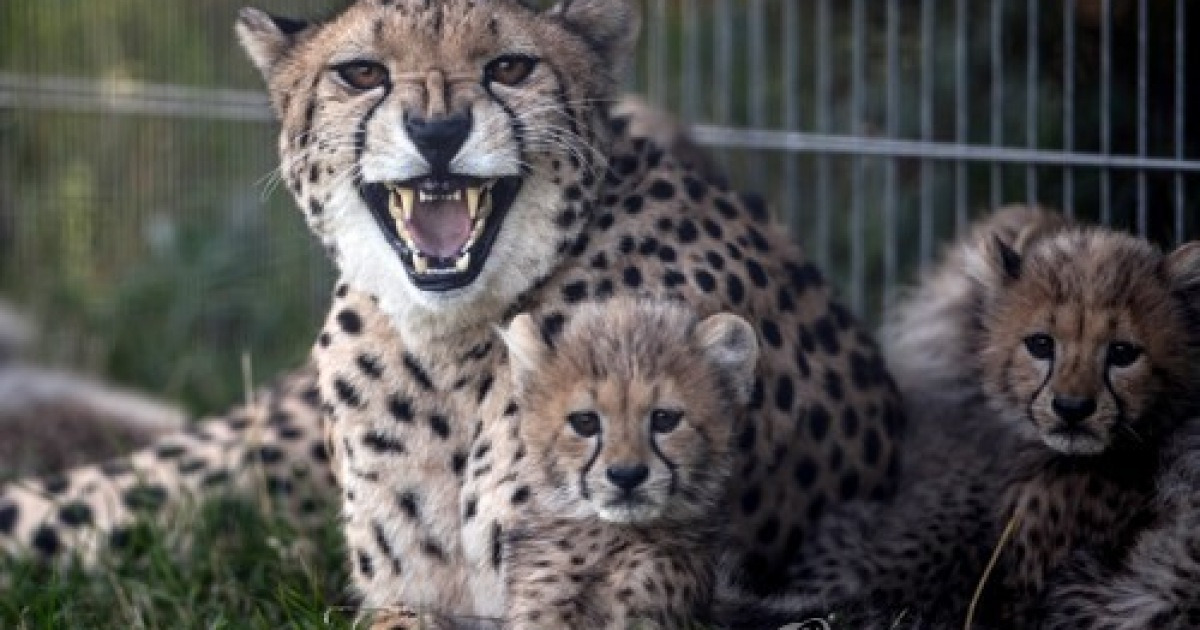 CZECH REPUBLIC ANIMALS CHEETAH
