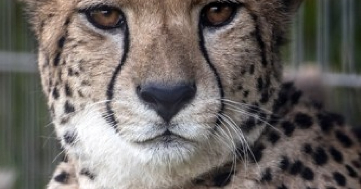 CZECH REPUBLIC ANIMALS CHEETAH