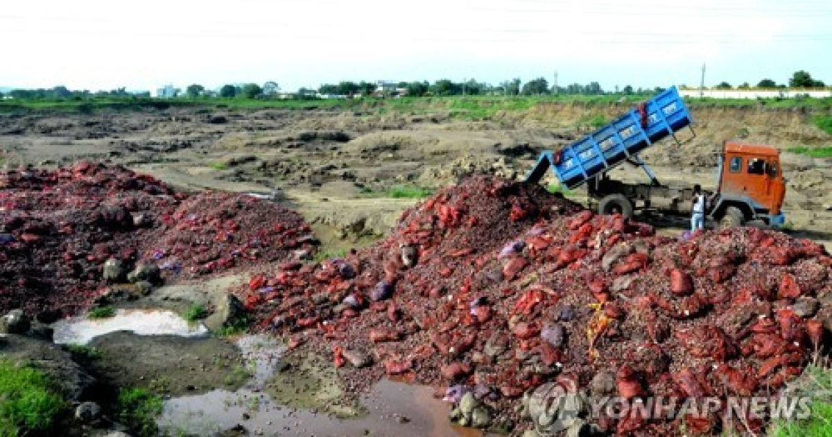INDIA FARMING ONION OVER PRODUCTION