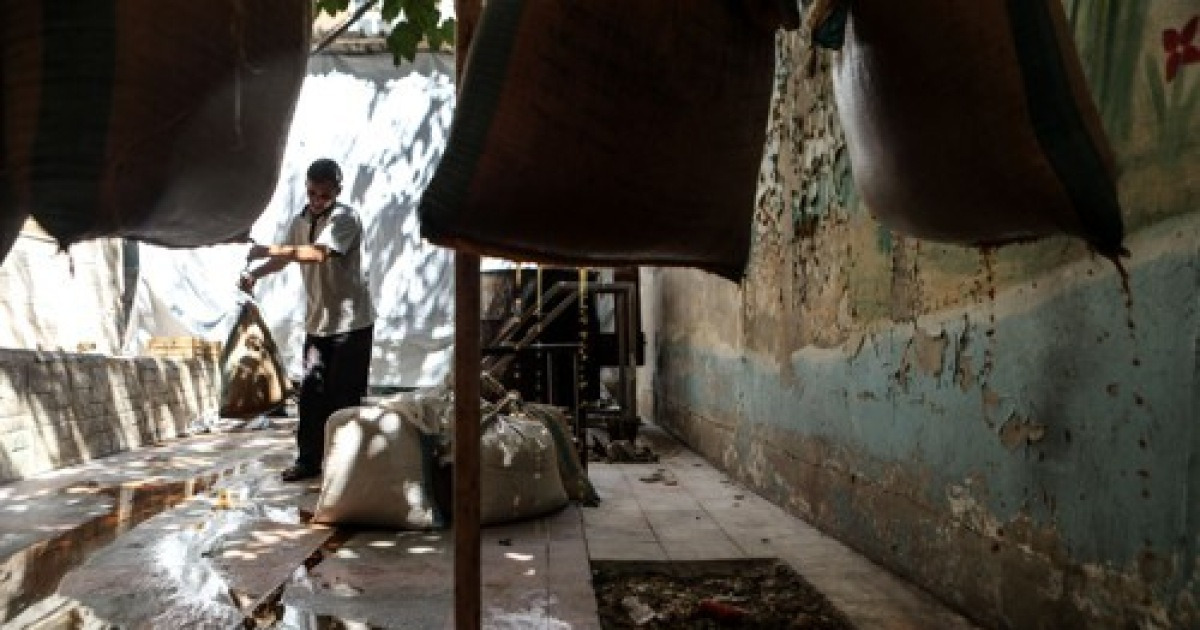 SYRIA MUSHROOM GROWING